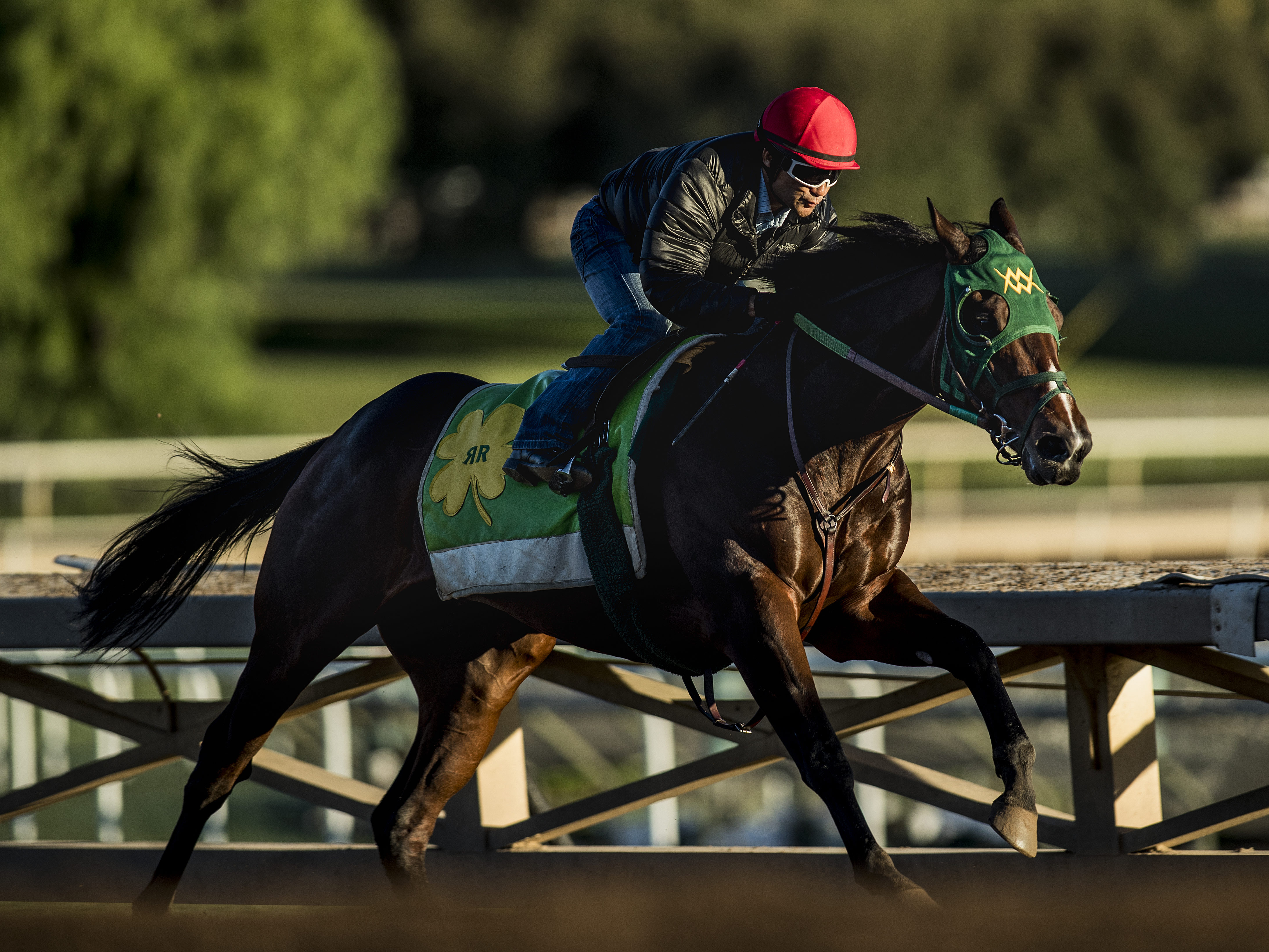 Bolt d'Oro - Thoroughbred Stallion at Spendthrift Farm, KY