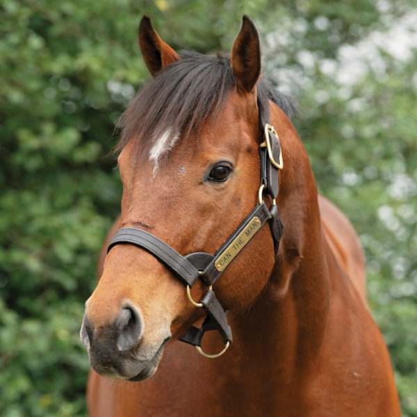 Stallions - Spendthrift - A Kentucky Thoroughbred Stallion Farm