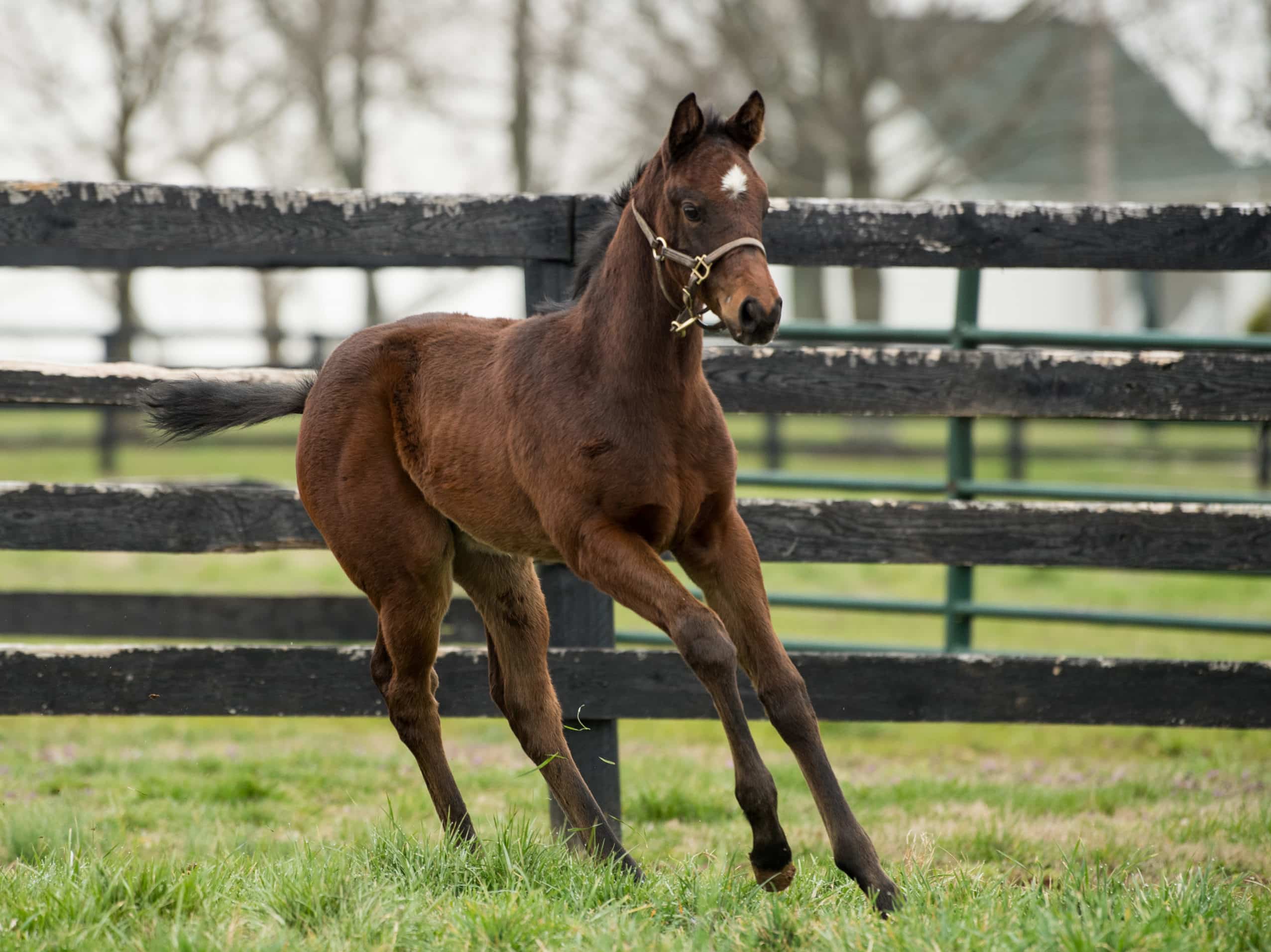 Bolt d'Oro - Thoroughbred Stallion at Spendthrift Farm, KY