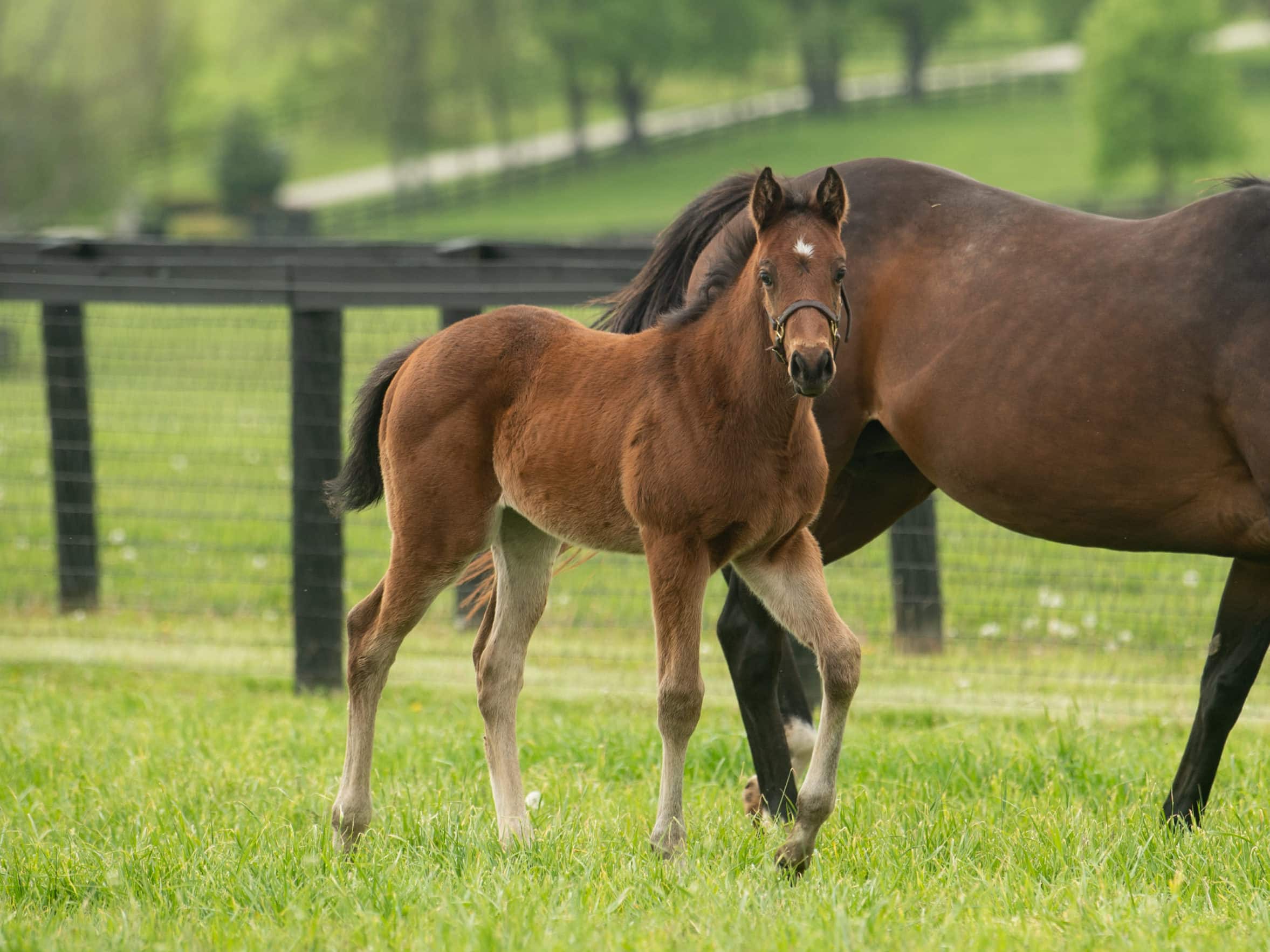 Bolt d'Oro - Thoroughbred Stallion at Spendthrift Farm, KY