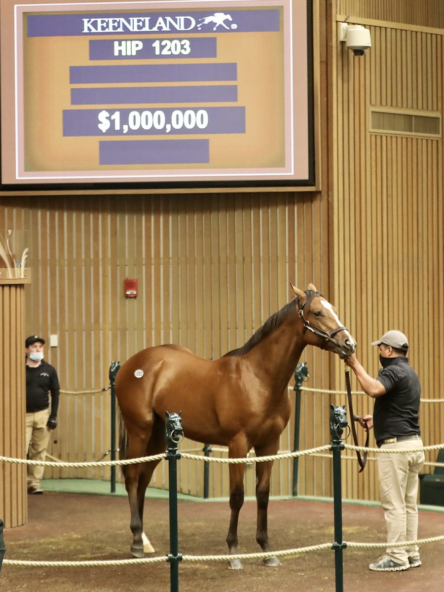 Into Mischief - Thoroughbred Stallion at Spendthrift Farm, KY