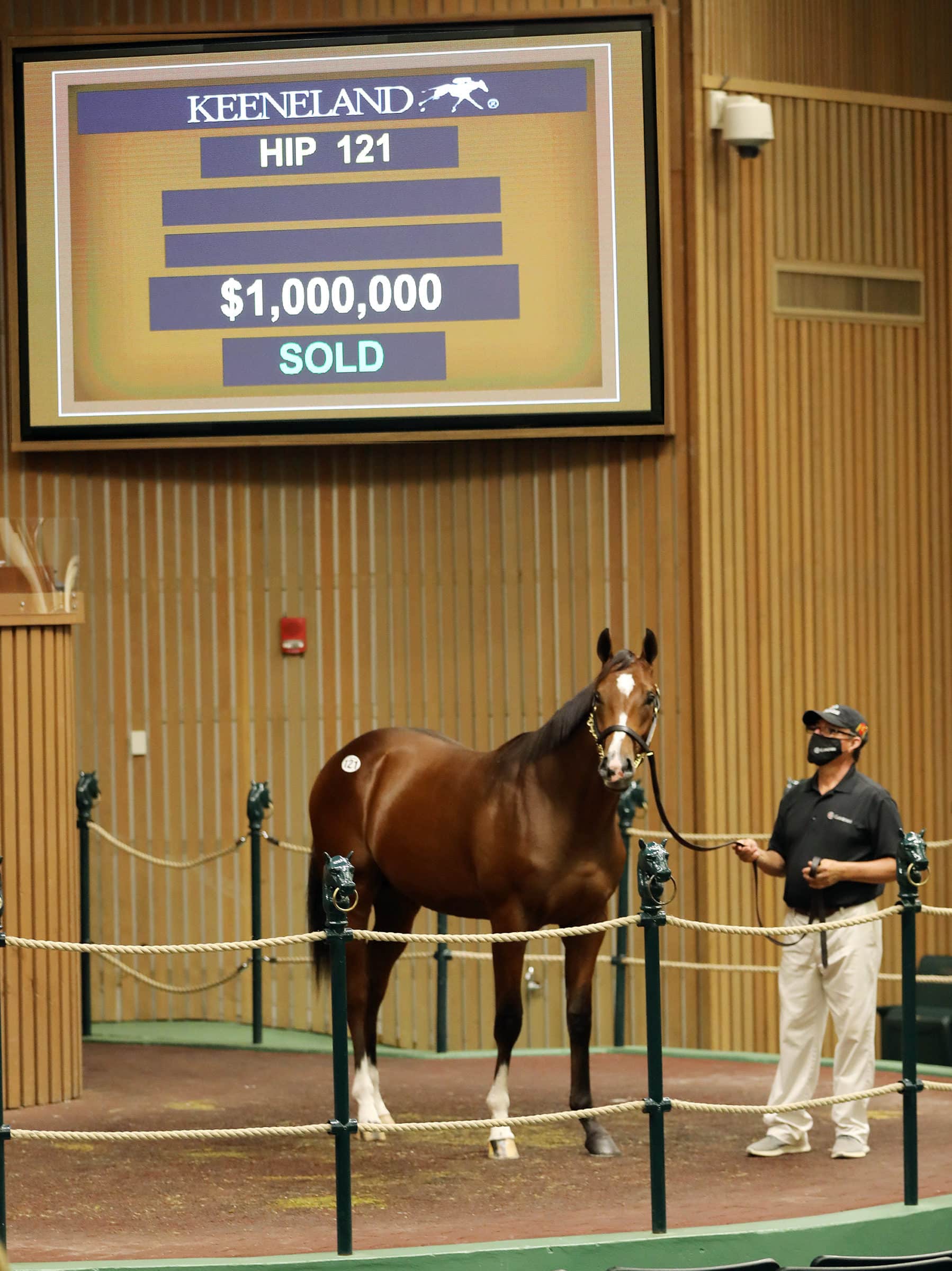 Into Mischief - Thoroughbred Stallion at Spendthrift Farm, KY