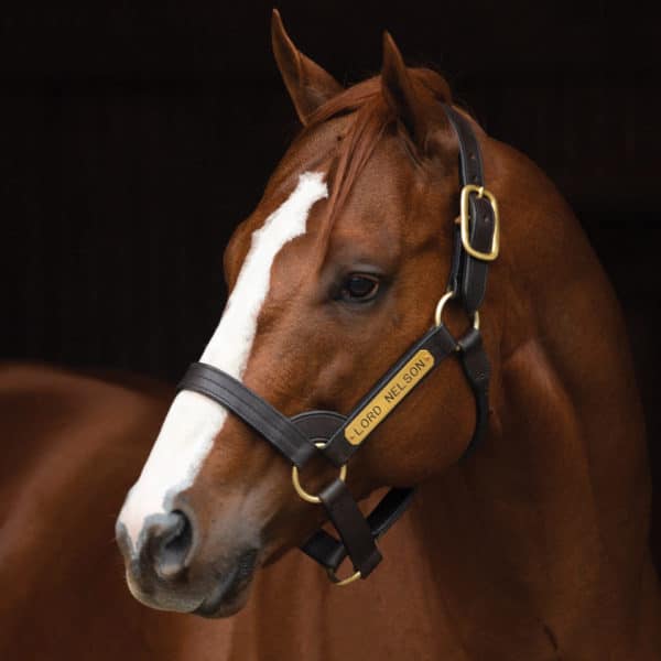 Stallions - Spendthrift - A Kentucky Thoroughbred Stallion Farm