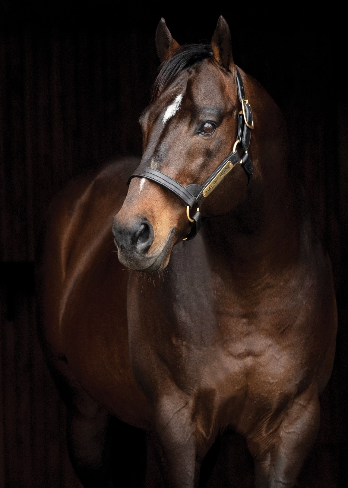 Malibu Moon, 1997-2021 - Spendthrift - A Kentucky Thoroughbred Stallion ...