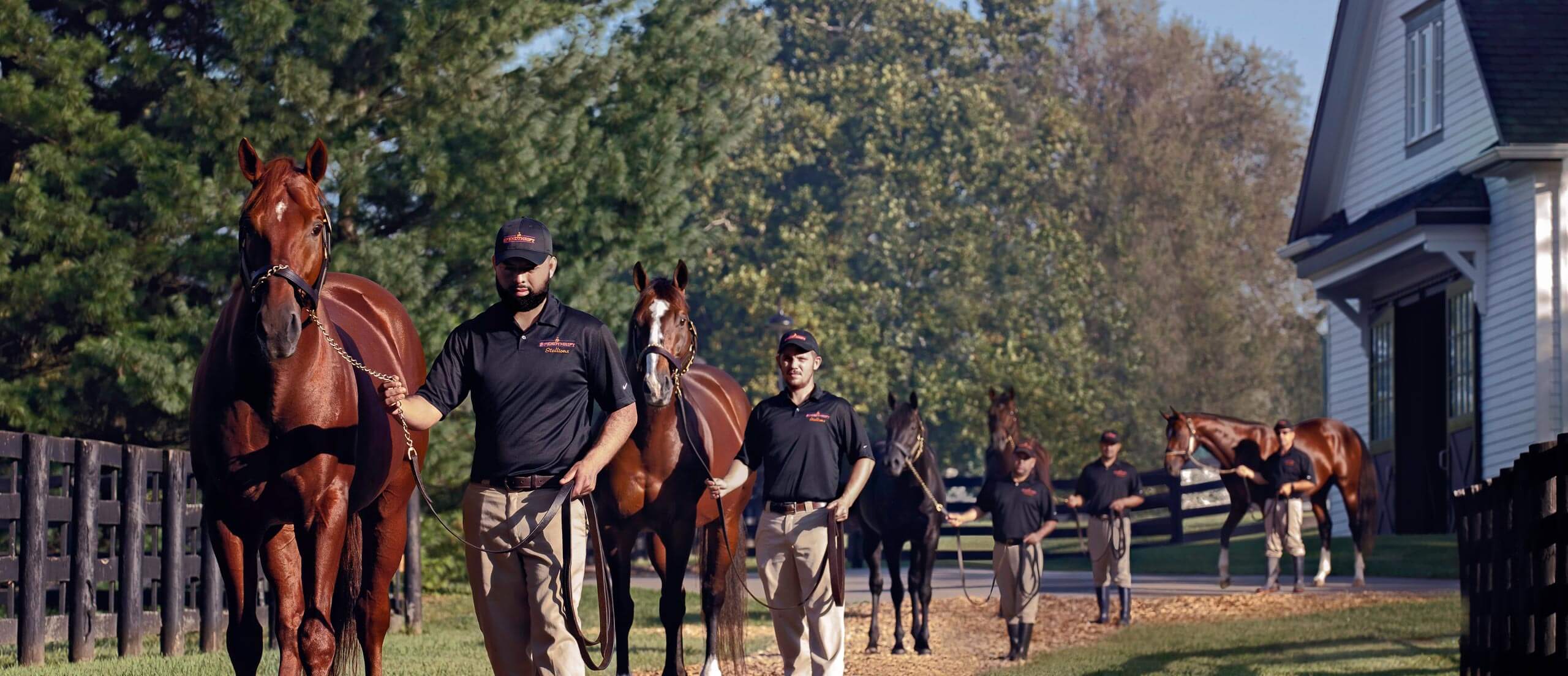 Stallions - Spendthrift - A Kentucky Thoroughbred Stallion Farm