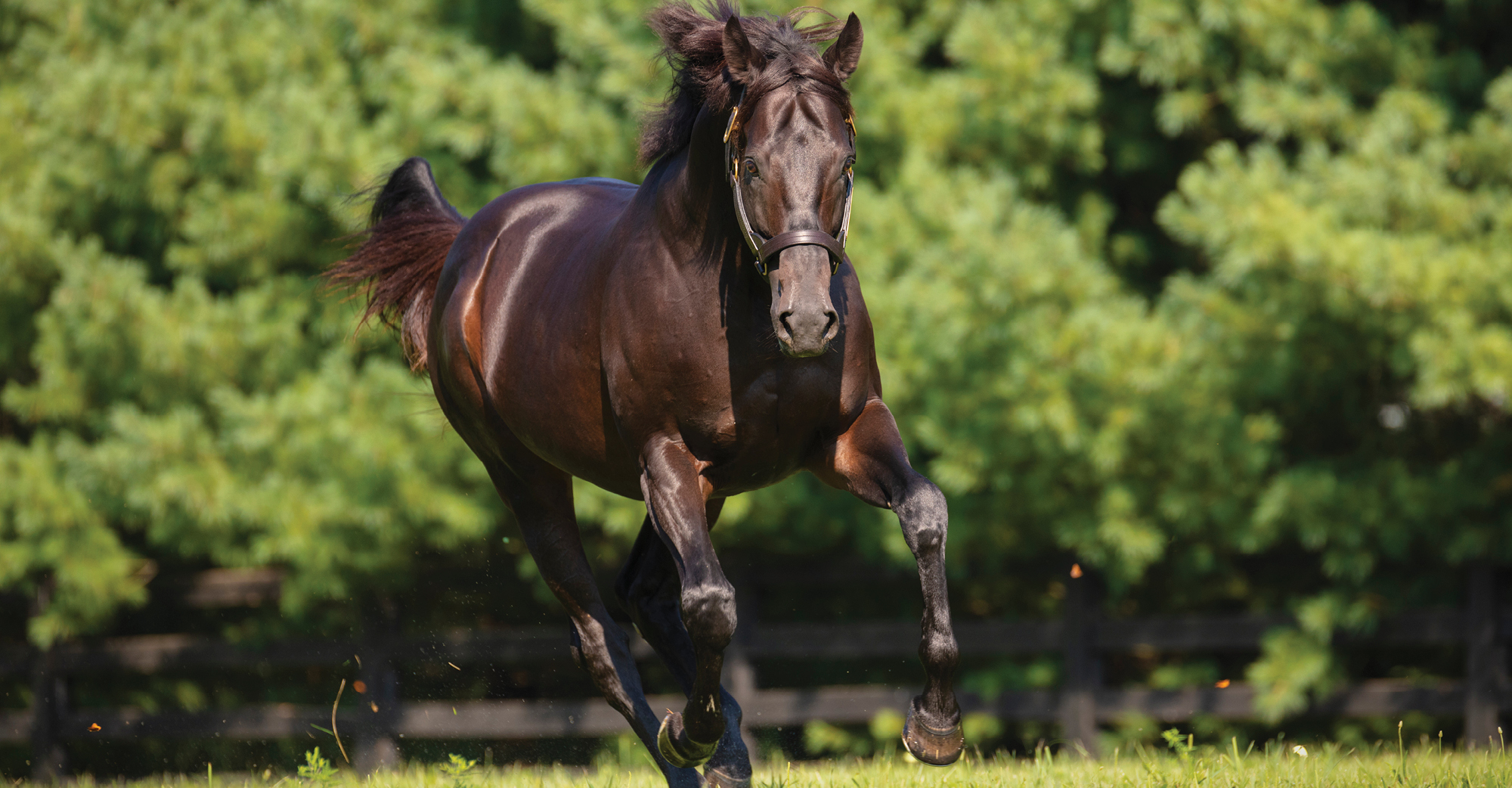 Temple City - Thoroughbred Stallion at Spendthrift Farm, KY