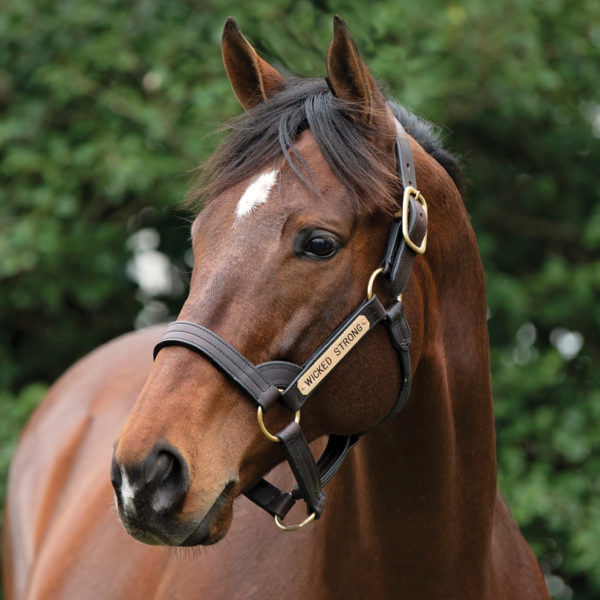 Stallions - Spendthrift - A Kentucky Thoroughbred Stallion Farm