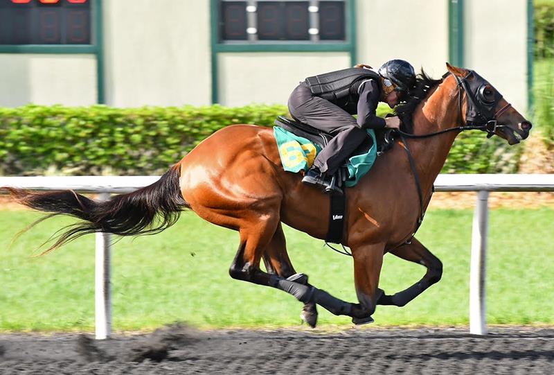 Flat Out has top colt Wednesday at OBS - Spendthrift - A Kentucky ...
