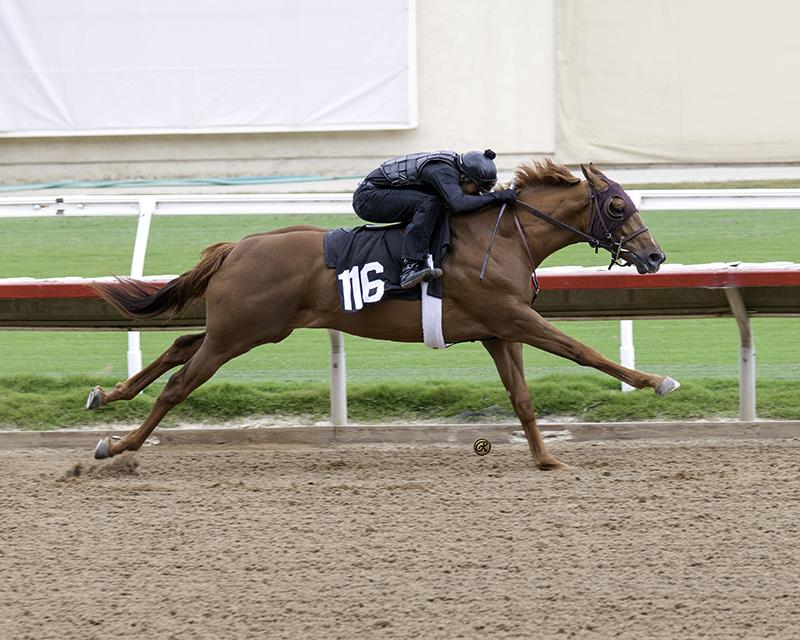 $155K colt for Flat Out at Barretts - Spendthrift - A Kentucky ...