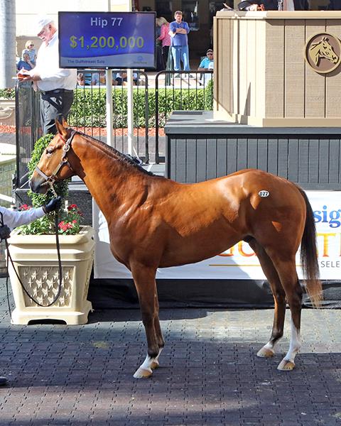 Into Mischief colt tops Gulfstream sale at $1.2 million - Spendthrift ...