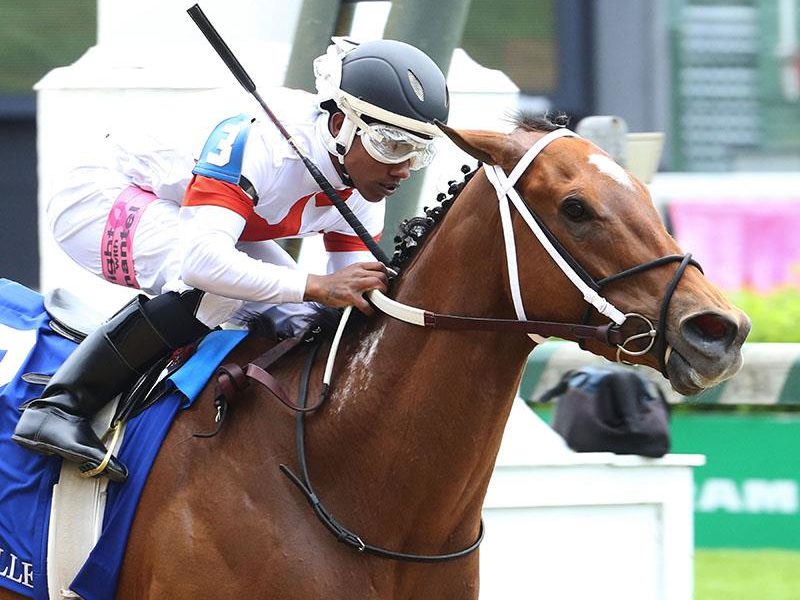 Into Mischief - Thoroughbred Stallion at Spendthrift Farm, KY