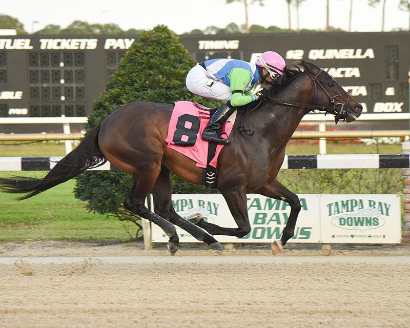 Into Mischief 2yo romps in Tampa's Inaugural S. - Spendthrift - A ...