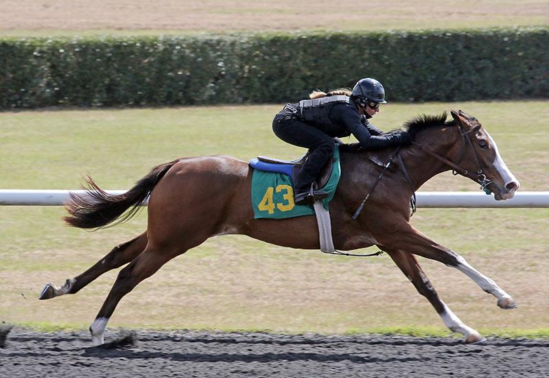 Into Mischief 2yos blister track at OBS - Spendthrift - A Kentucky ...