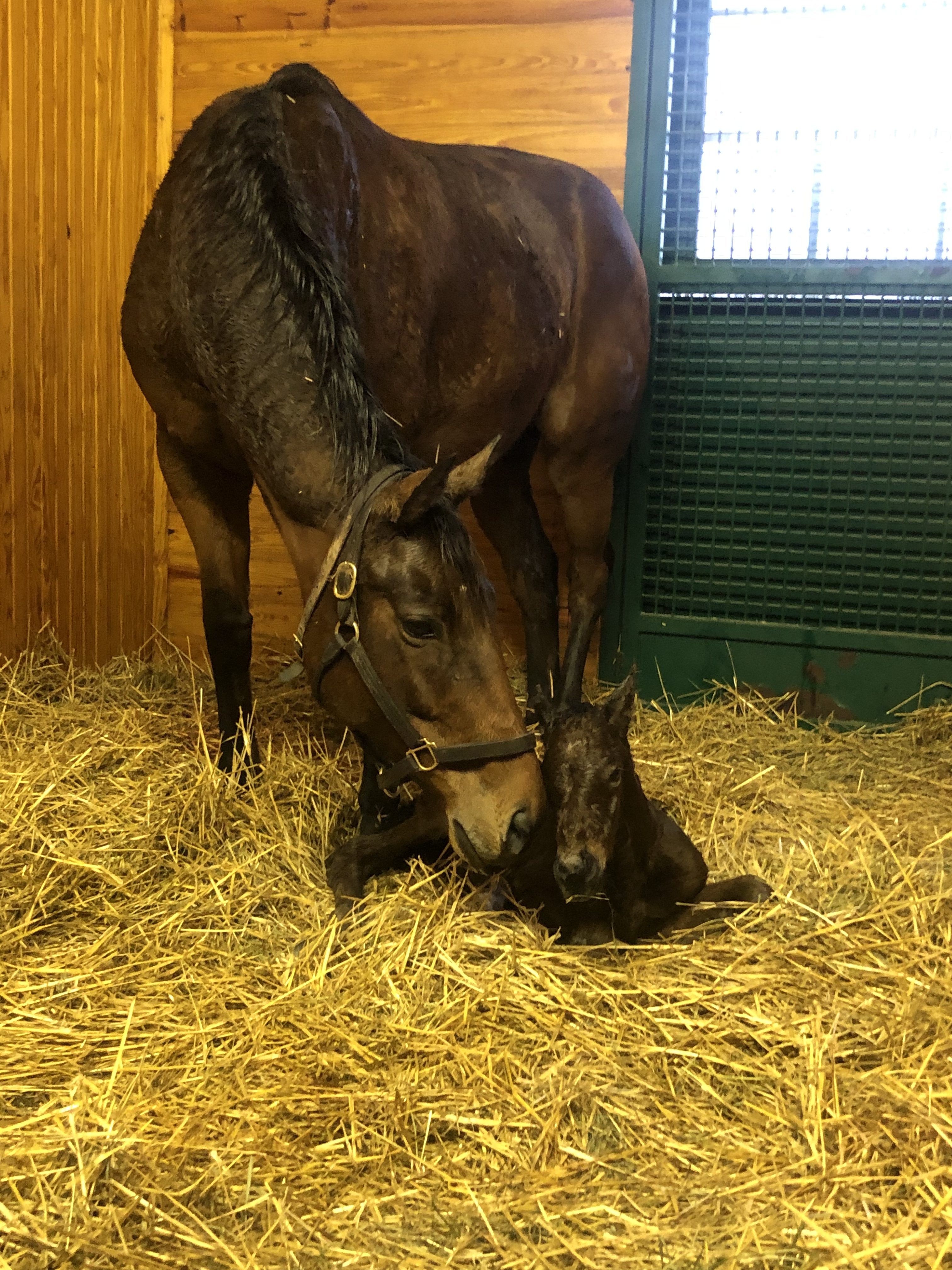 Four-time champion Beholder delivers Curlin filly - Spendthrift - A ...