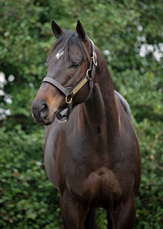 Multiple G1 winner Mor Spirit gets first mare in foal - Spendthrift - A ...