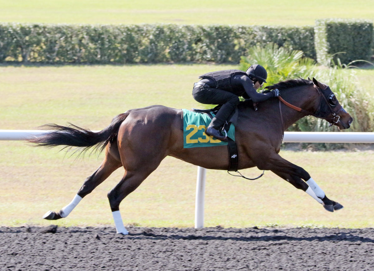 Race Day juveniles sparkle at OBS Under Tack Show - Spendthrift - A ...