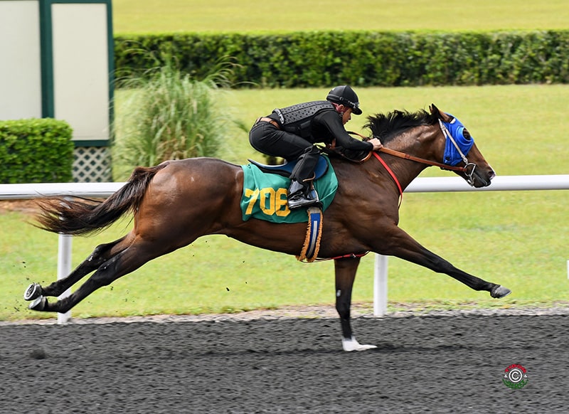 Race Day colt fastest of the week at OBS - Spendthrift - A Kentucky ...