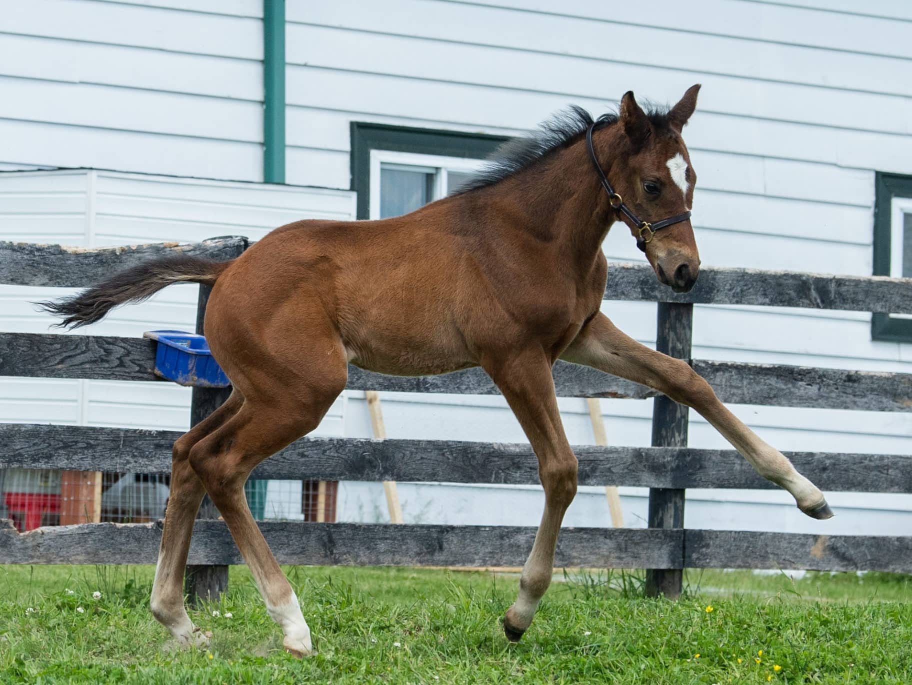 Maximus Mischief - Thoroughbred Stallion at Spendthrift Farm, KY