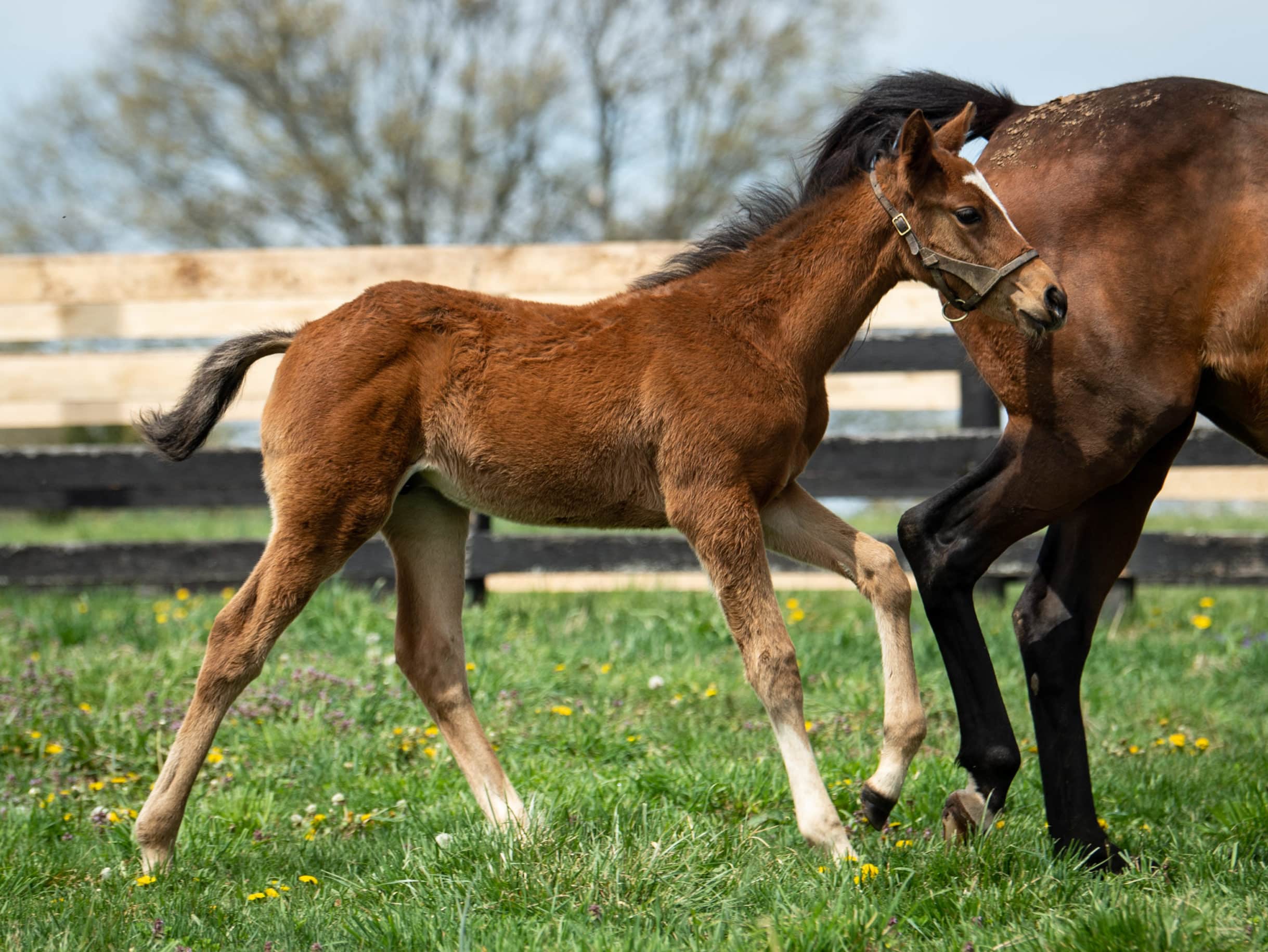 Maximus Mischief - Thoroughbred Stallion at Spendthrift Farm, KY