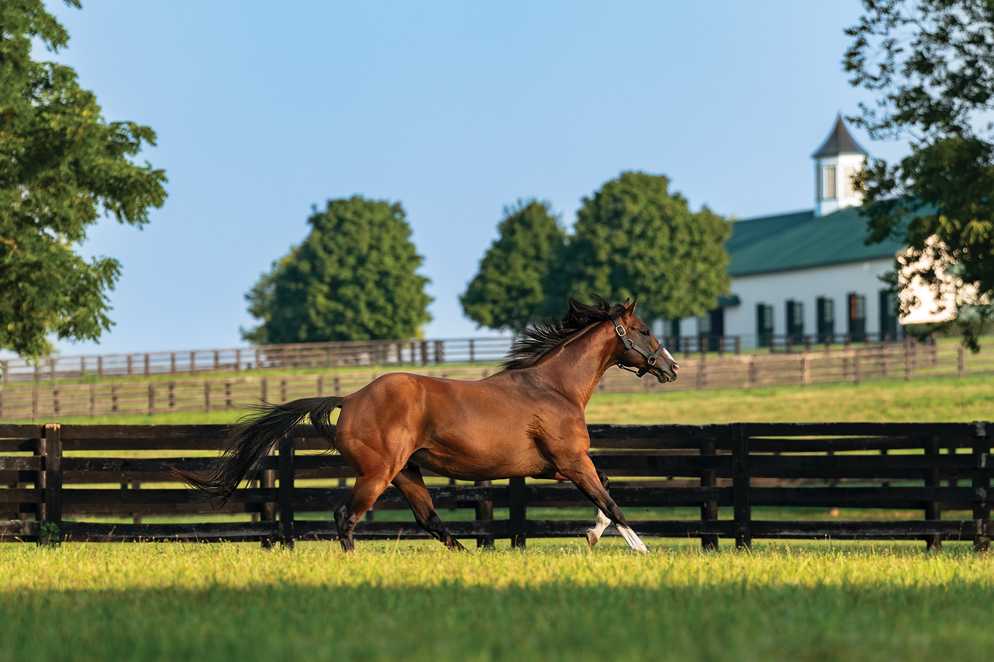 Maximus Mischief - Thoroughbred Stallion at Spendthrift Farm, KY