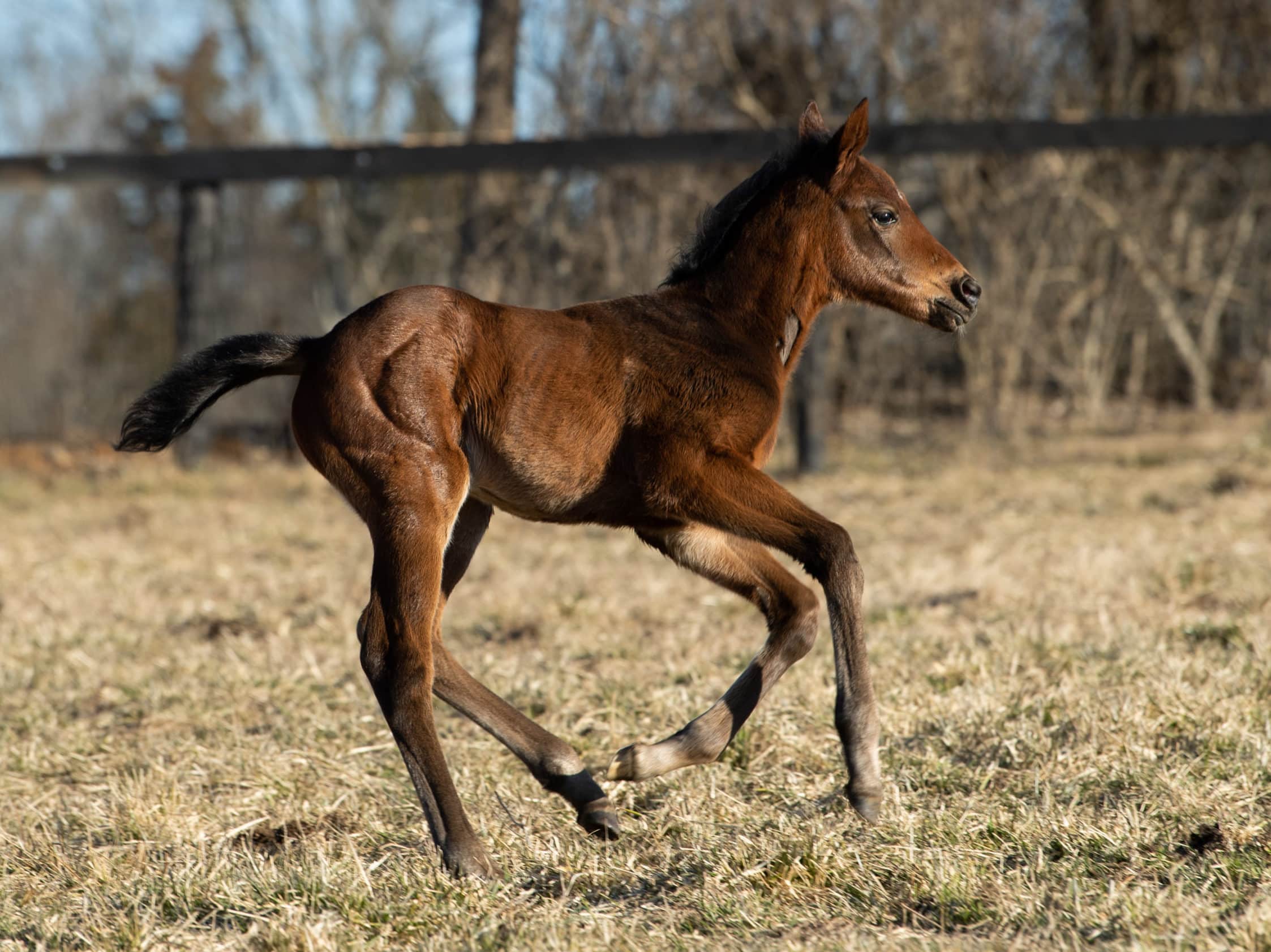 Vino Rosso - Thoroughbred Stallion at Spendthrift Farm, KY