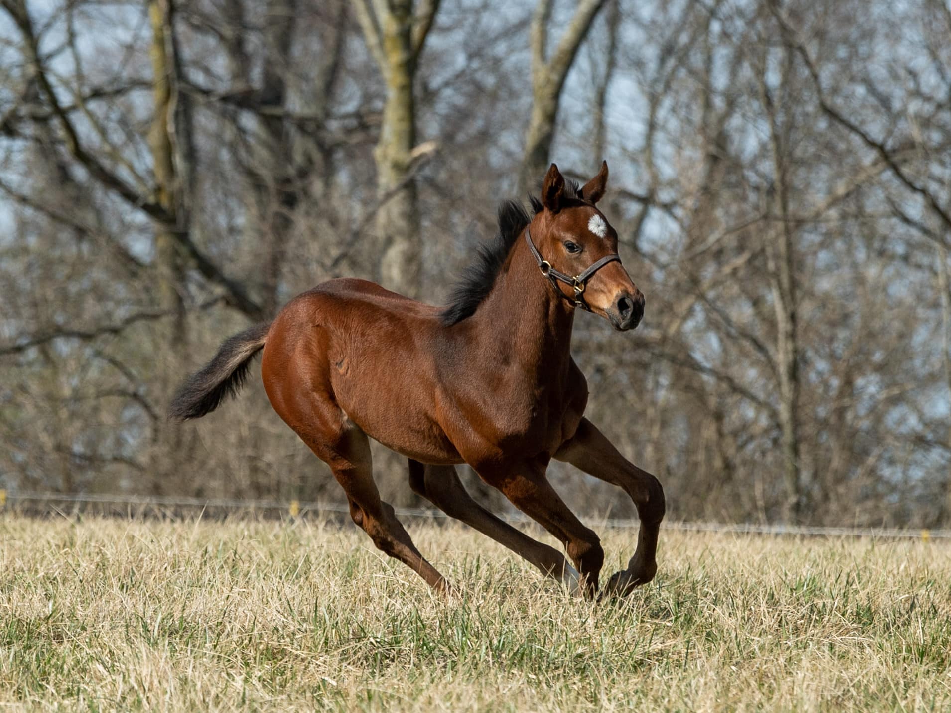 Vino Rosso - Thoroughbred Stallion at Spendthrift Farm, KY