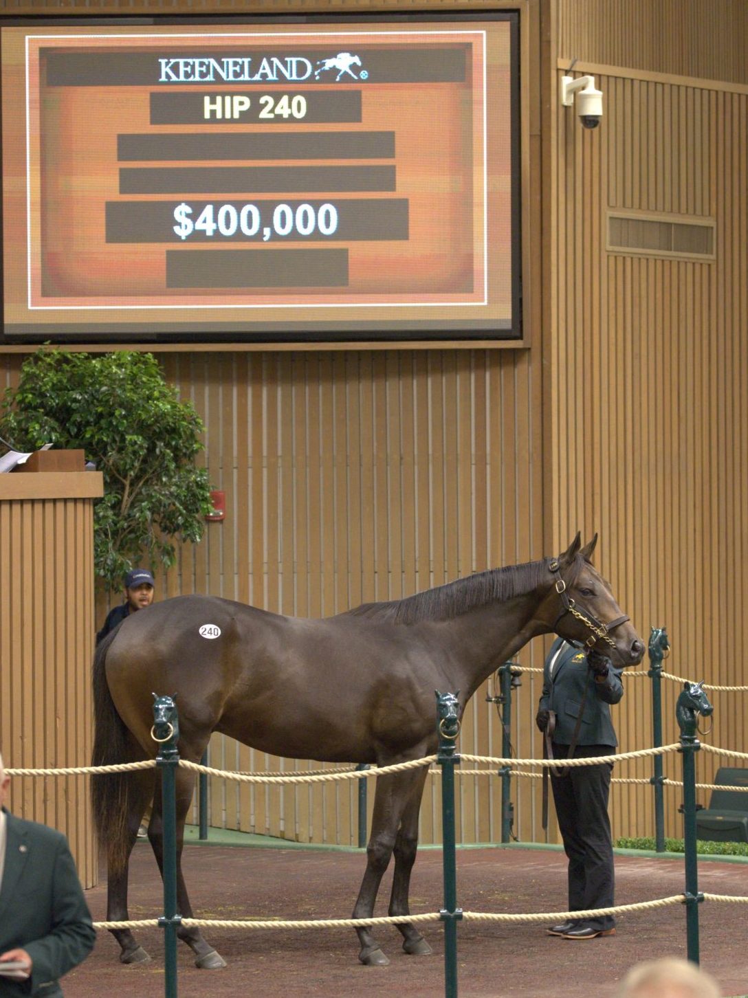 Vino Rosso - Thoroughbred Stallion at Spendthrift Farm, KY