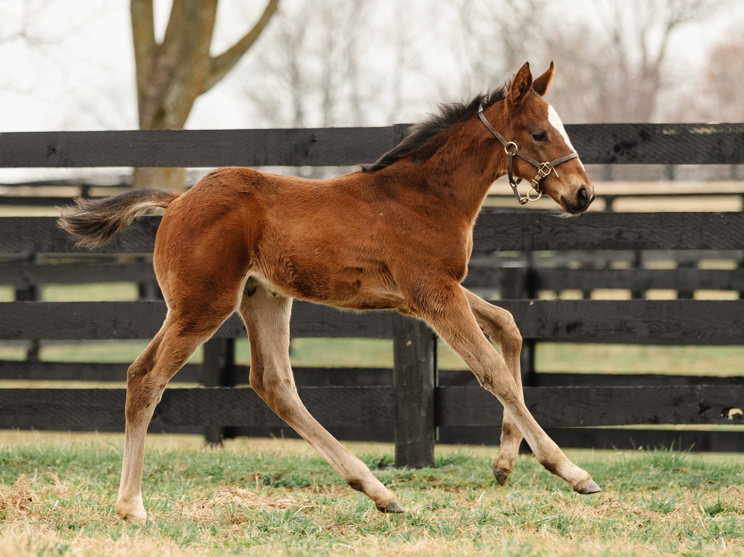 Mitole - Thoroughbred Stallion at Spendthrift Farm, KY