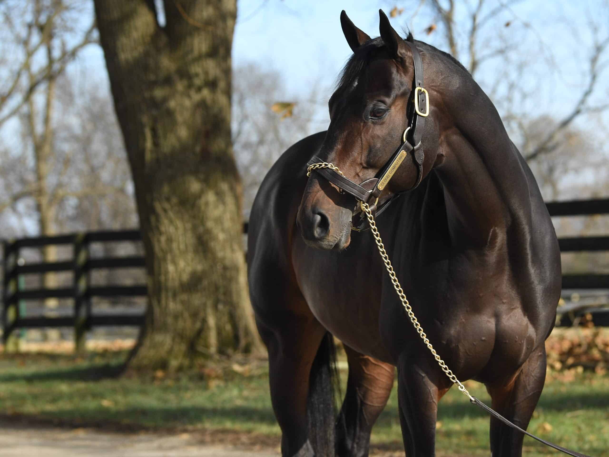 Preakness (G1) winner Cloud Computing sires first foal - Spendthrift ...