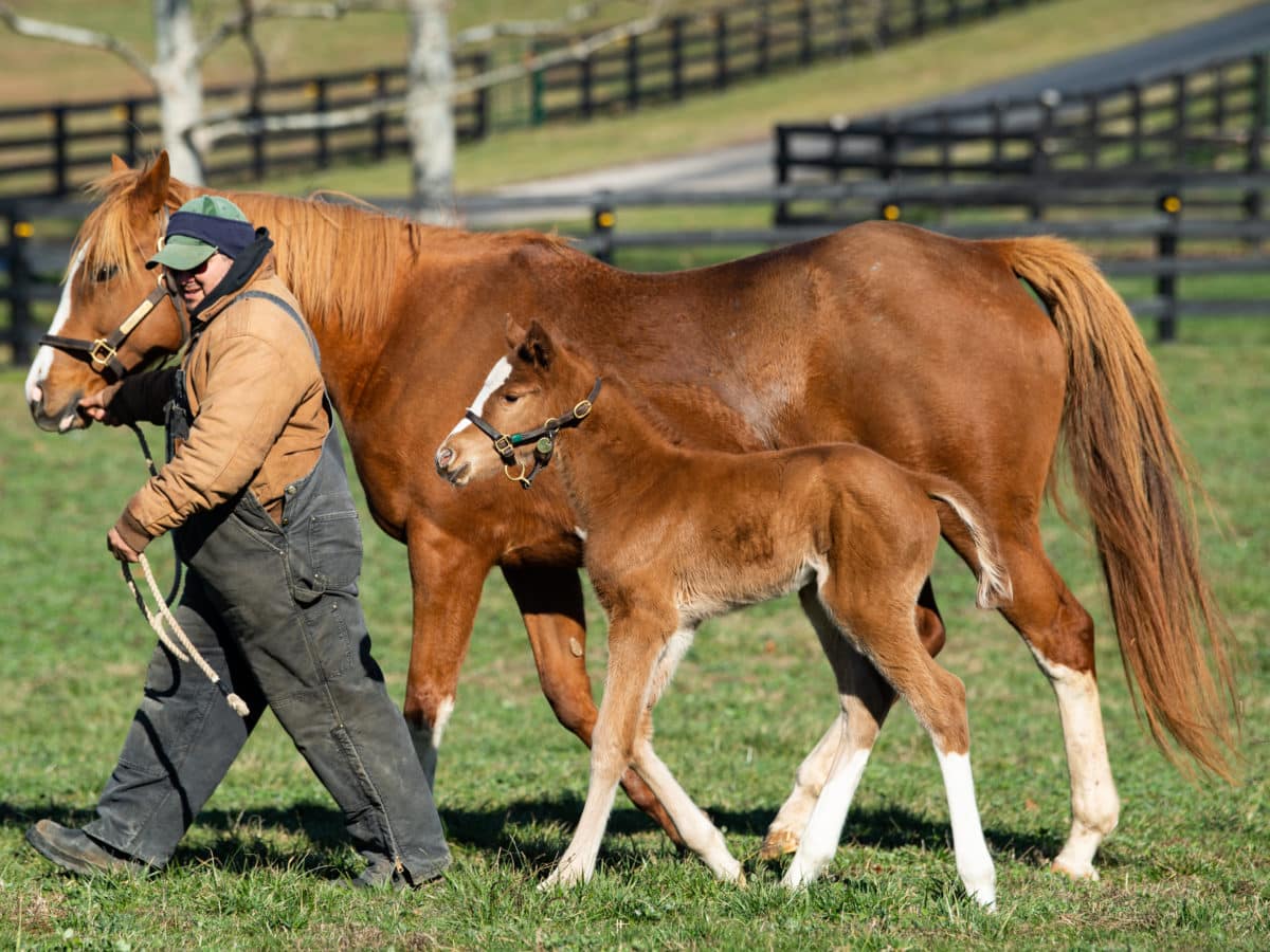 G1 winner Free Drop Billy sires first foal - Spendthrift - A Kentucky ...