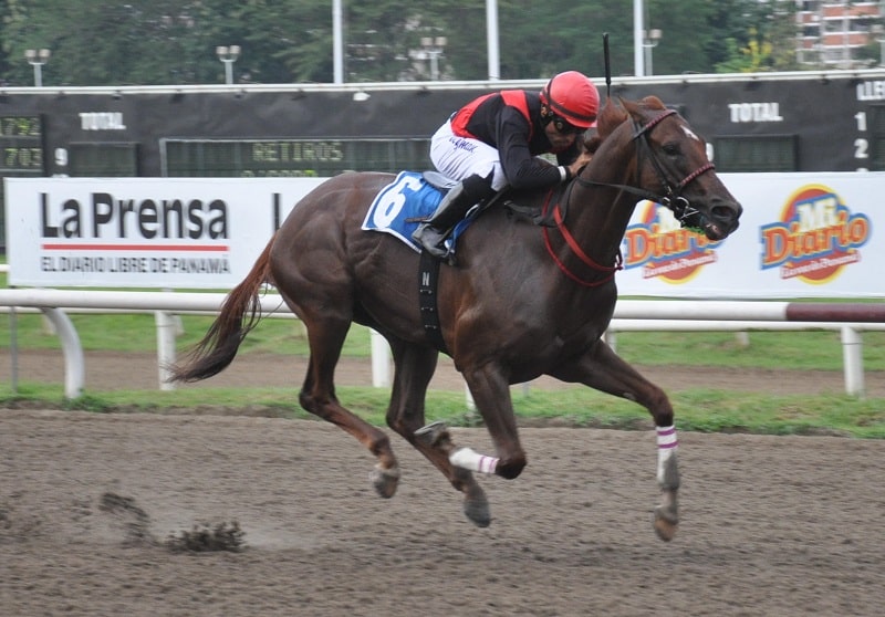 Cross Traffic's Capocostello kicks off New Year with Grade 1 win ...