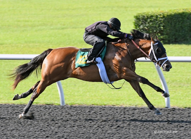 Into Mischief filly lowers furlong mark at OBS - Spendthrift - A ...