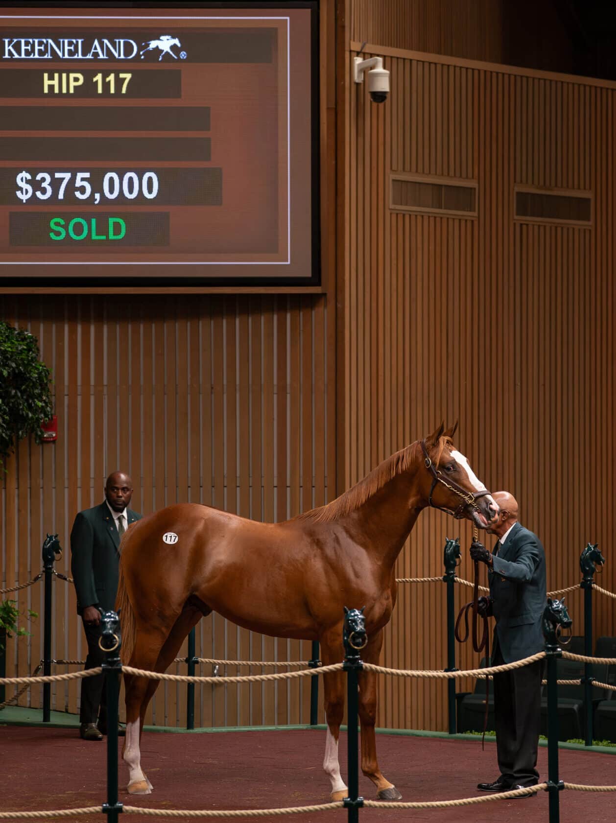 Authentic - Thoroughbred Stallion at Spendthrift Farm, KY