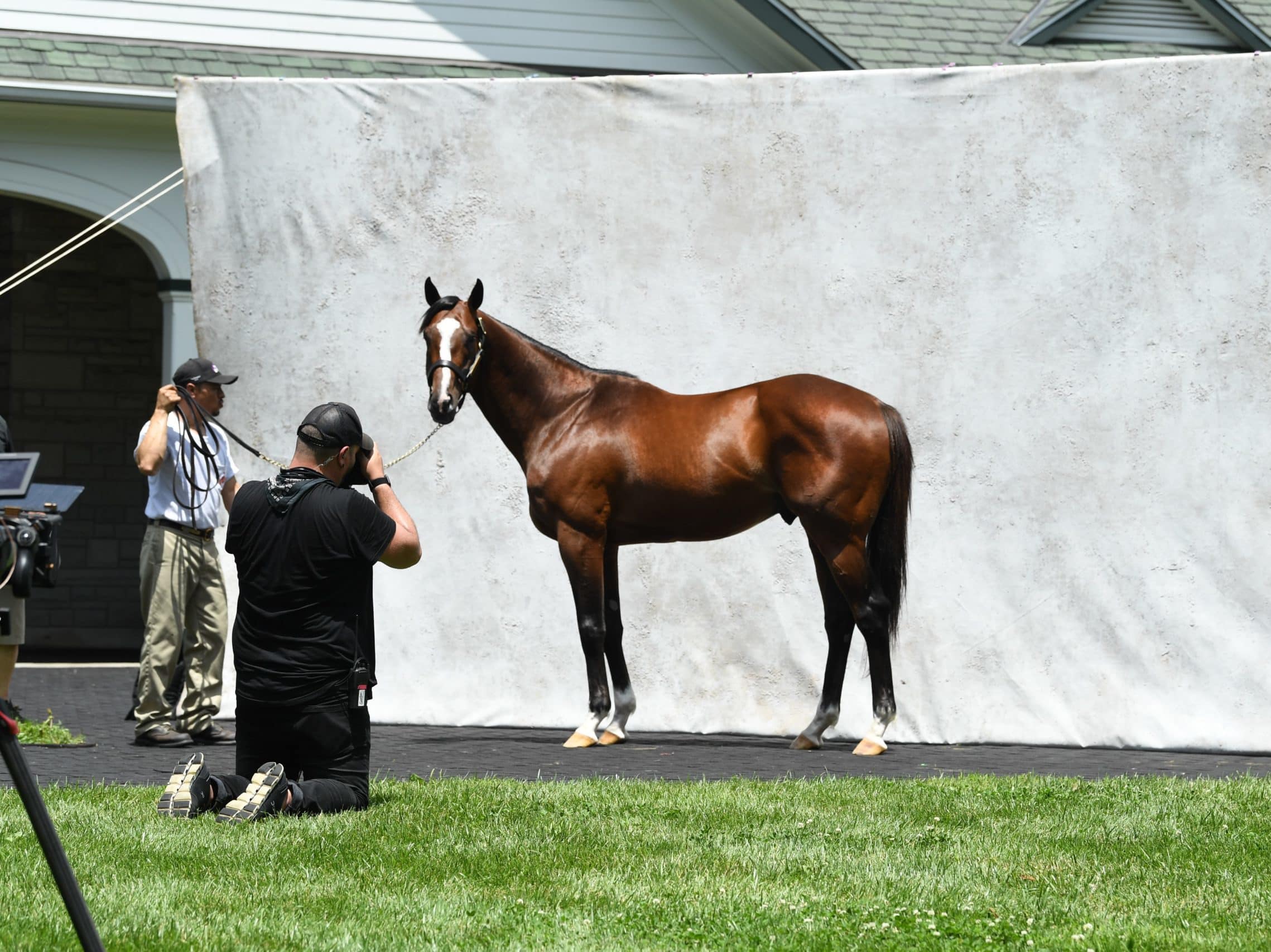 Authentic - Thoroughbred Stallion at Spendthrift Farm, KY