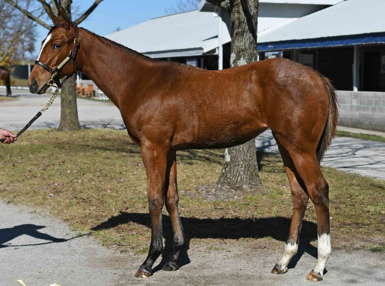 Authentic - Thoroughbred Stallion at Spendthrift Farm, KY