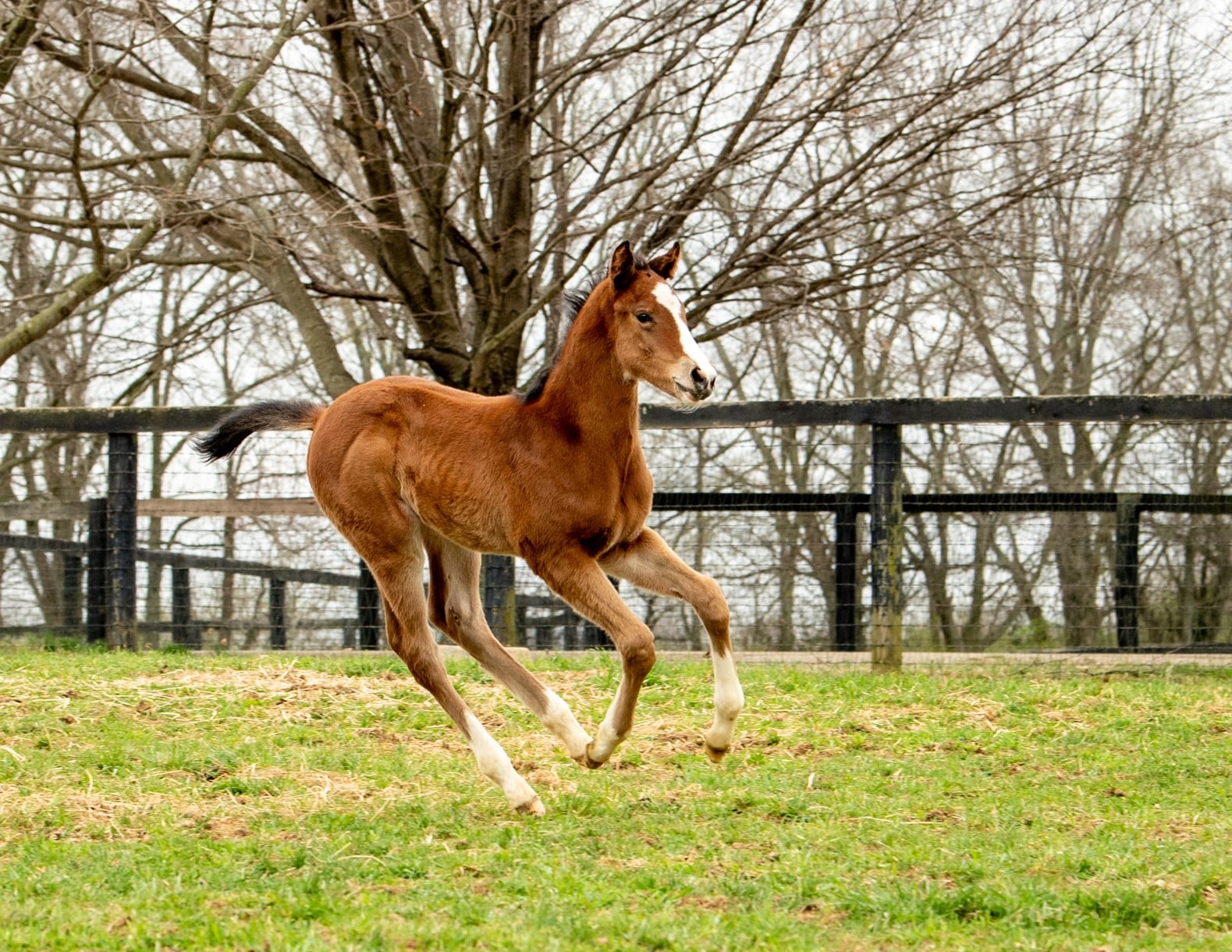 Authentic - Thoroughbred Stallion at Spendthrift Farm, KY