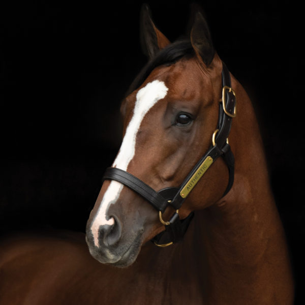 Stallions - Spendthrift - A Kentucky Thoroughbred Stallion Farm