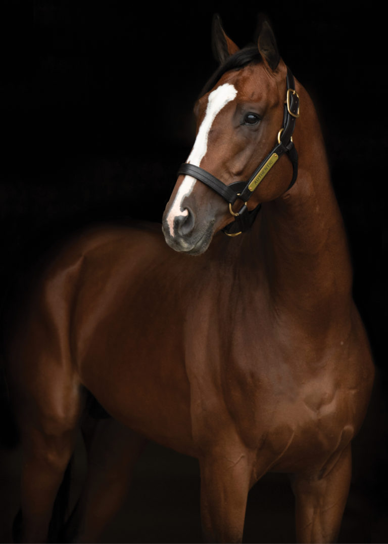 Authentic - Thoroughbred Stallion at Spendthrift Farm, KY