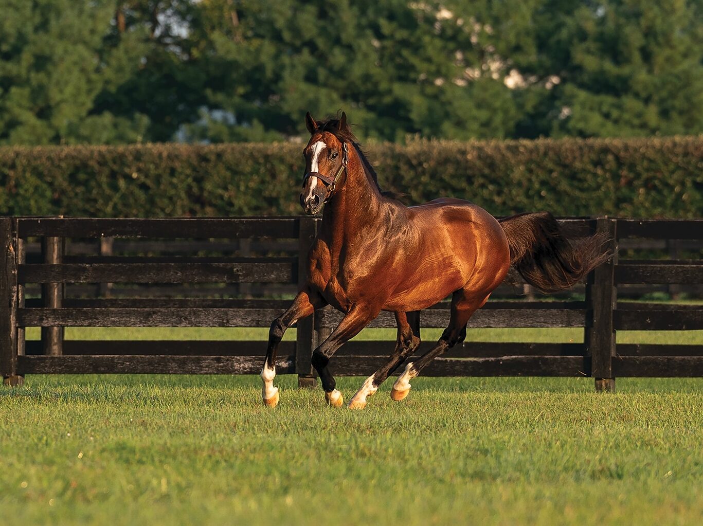 Authentic - Thoroughbred Stallion at Spendthrift Farm, KY