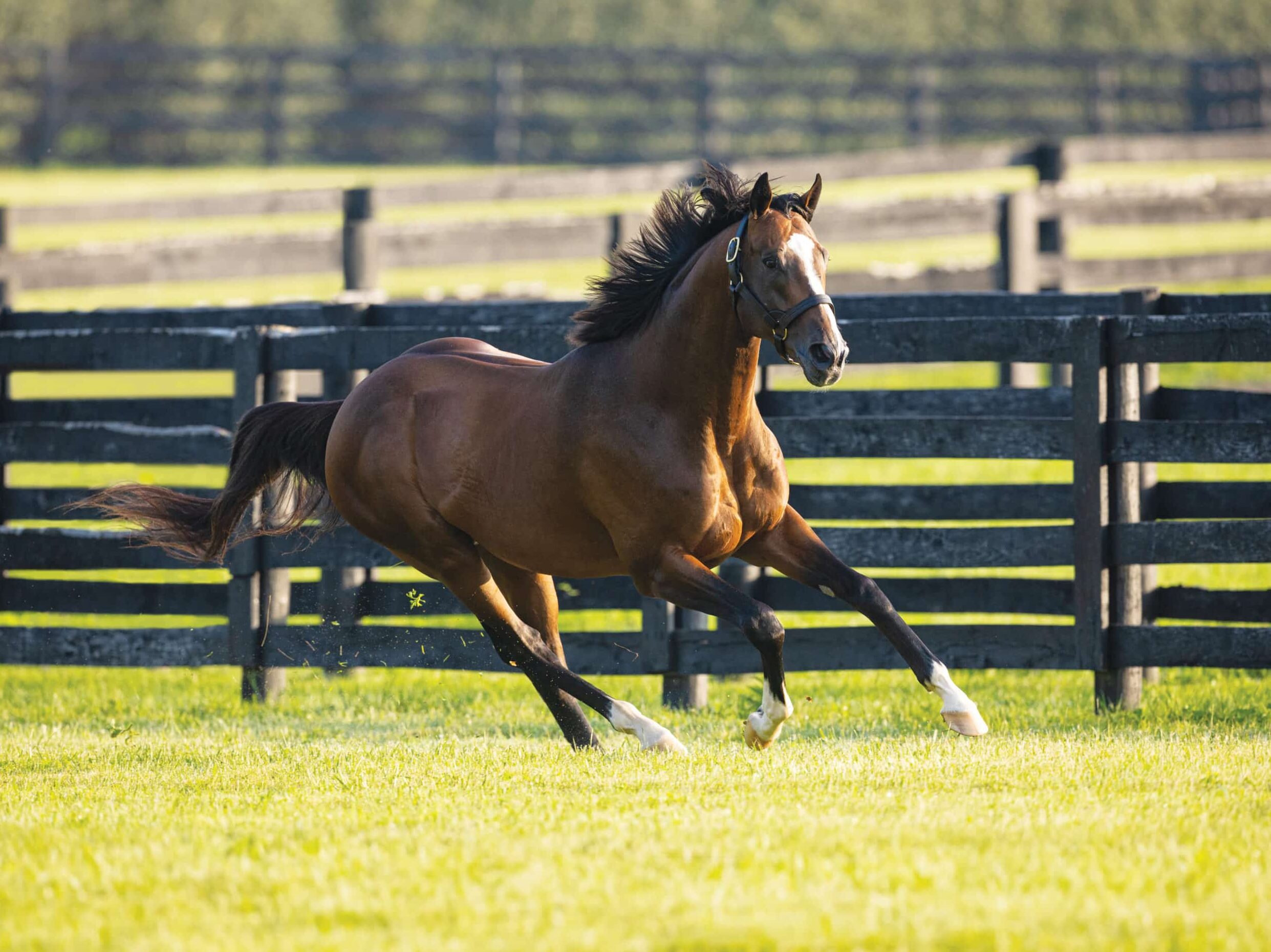 Authentic - Thoroughbred Stallion at Spendthrift Farm, KY