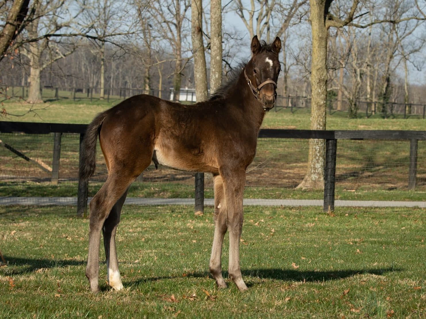 Authentic - Thoroughbred Stallion at Spendthrift Farm, KY