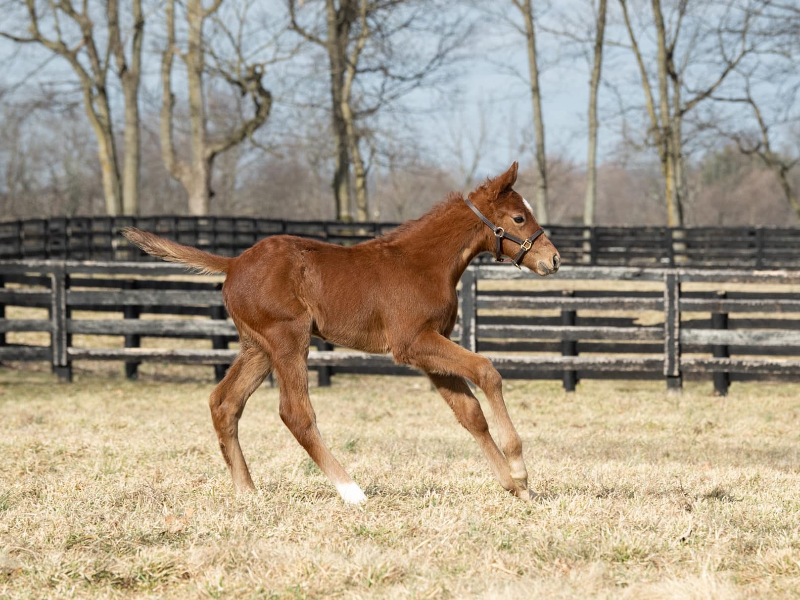 Vekoma - Thoroughbred Stallion at Spendthrift Farm, KY