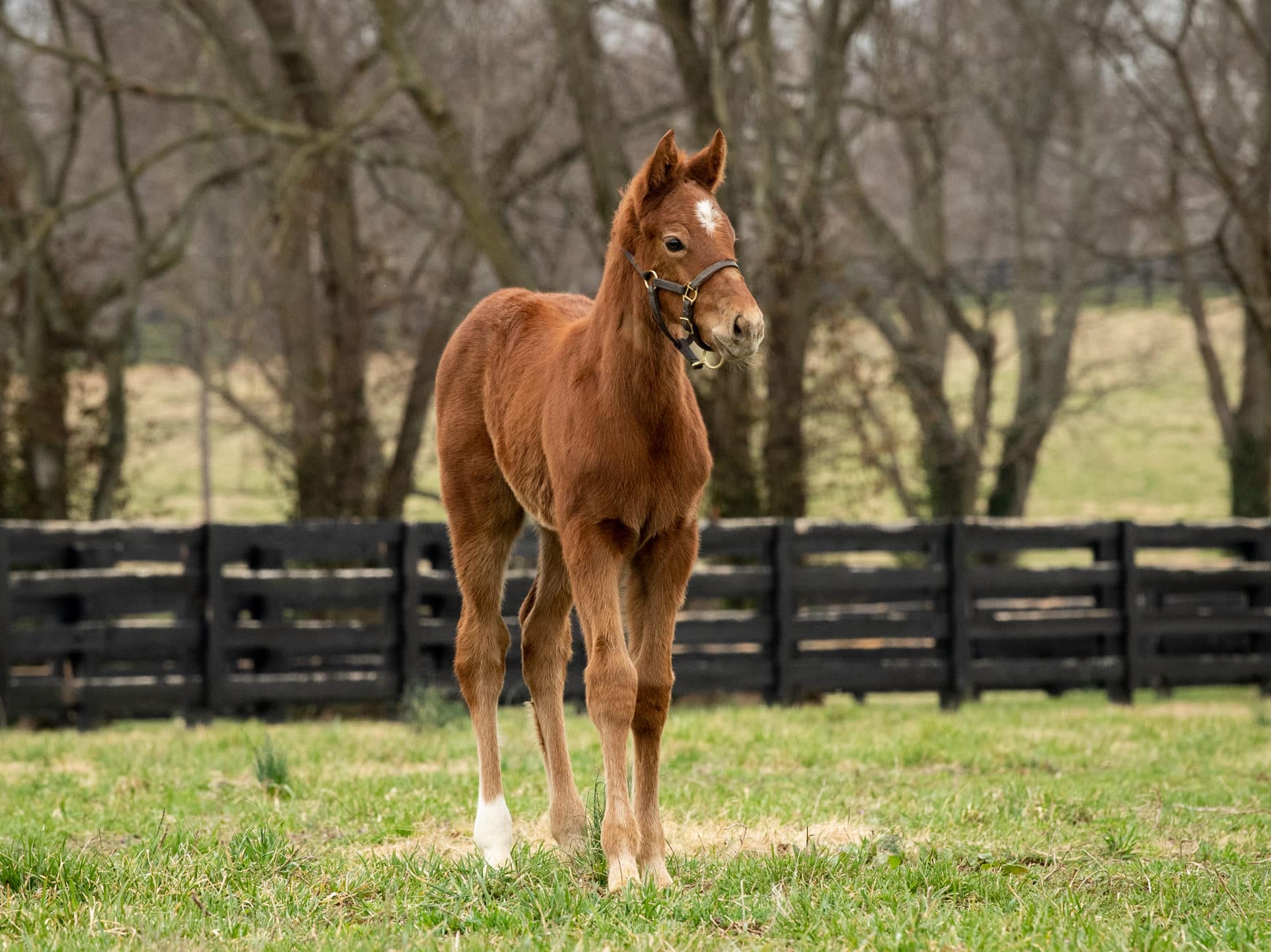 Vekoma - Thoroughbred Stallion at Spendthrift Farm, KY