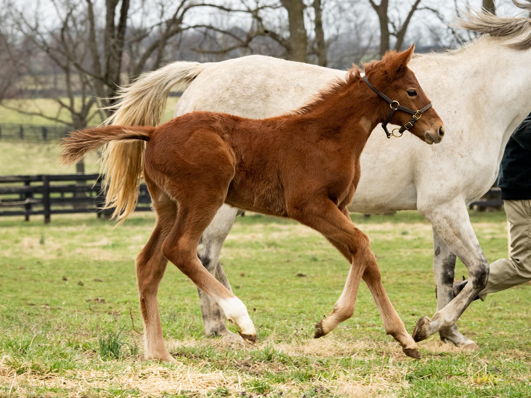 Vekoma - Thoroughbred Stallion at Spendthrift Farm, KY