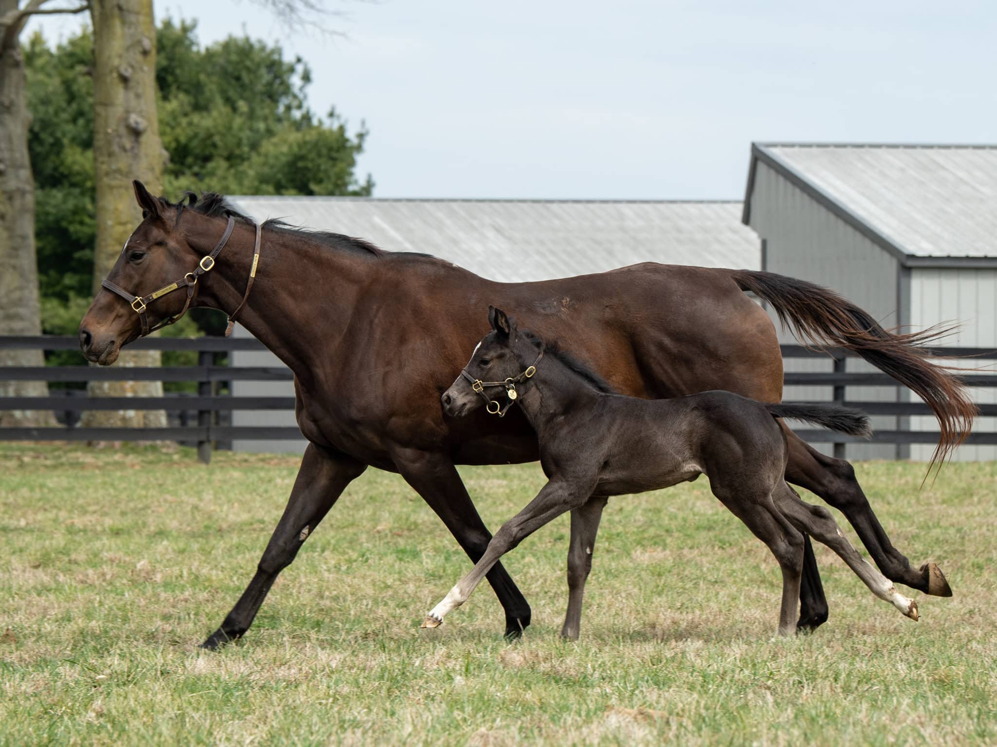 Authentic - Thoroughbred Stallion at Spendthrift Farm, KY