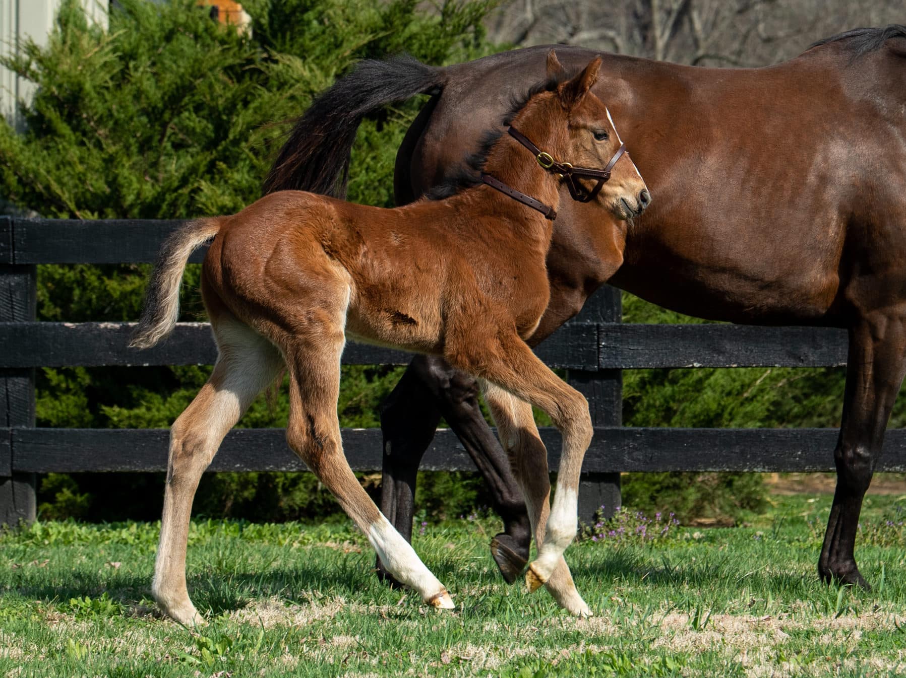 Authentic - Thoroughbred Stallion at Spendthrift Farm, KY
