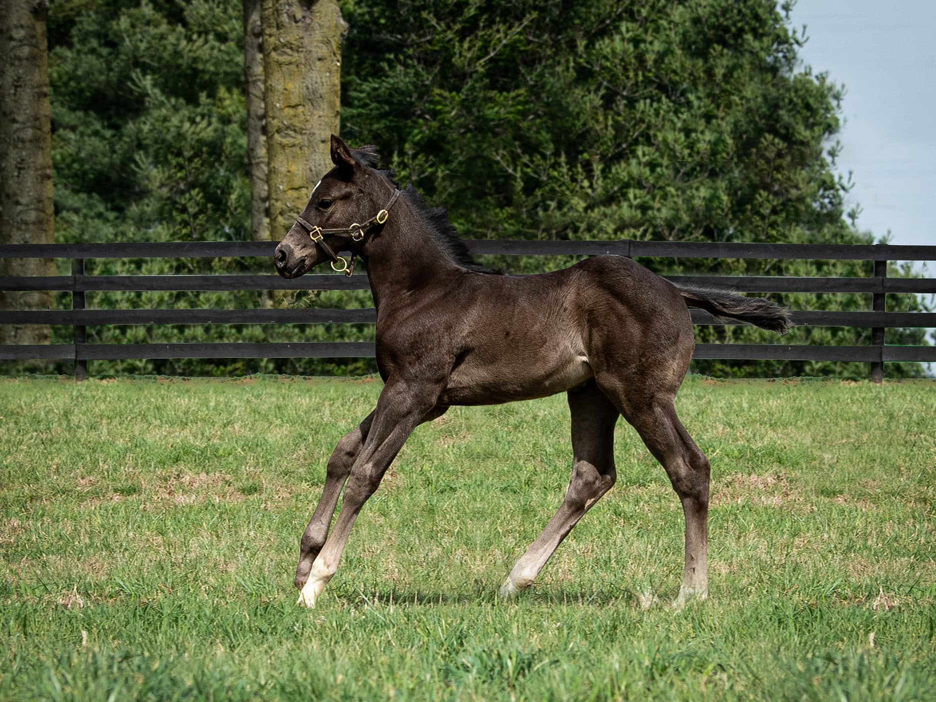 Authentic - Thoroughbred Stallion at Spendthrift Farm, KY