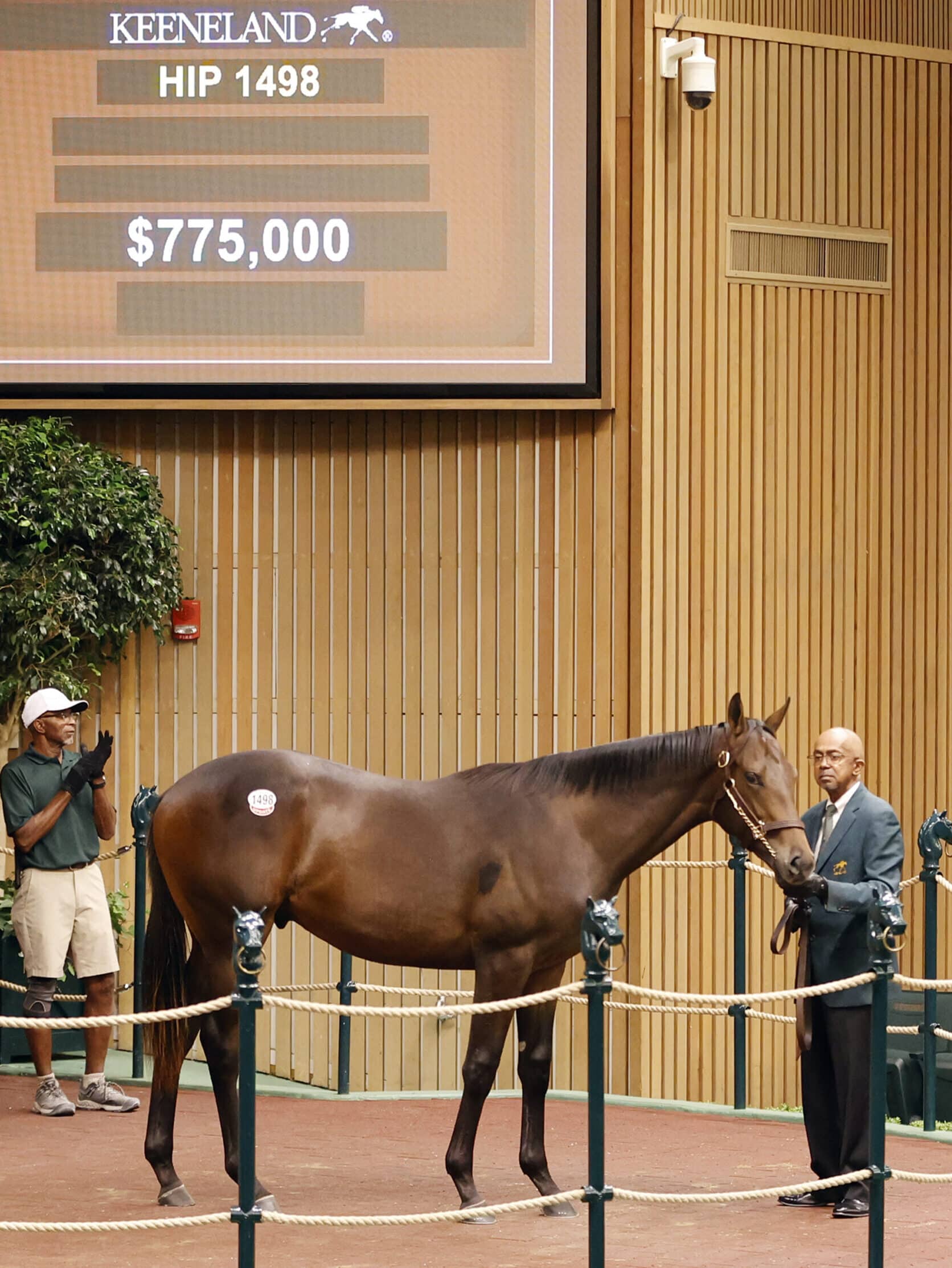 Vekoma - Thoroughbred Stallion at Spendthrift Farm, KY
