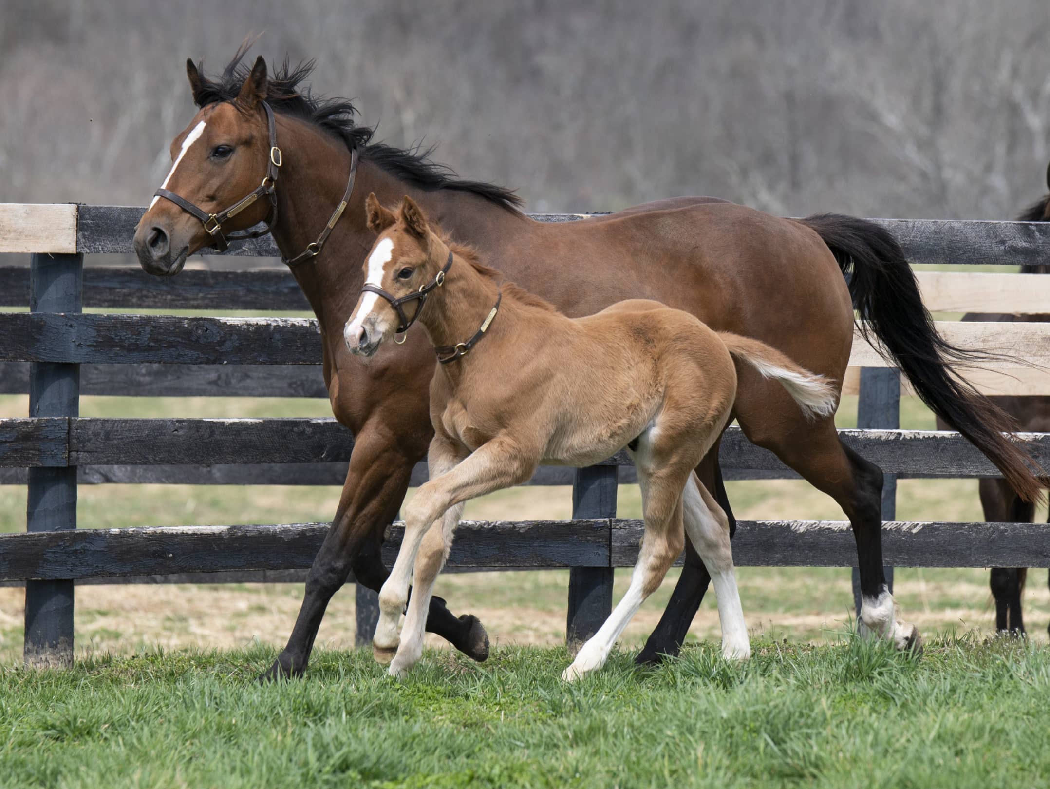 Authentic - Thoroughbred Stallion at Spendthrift Farm, KY