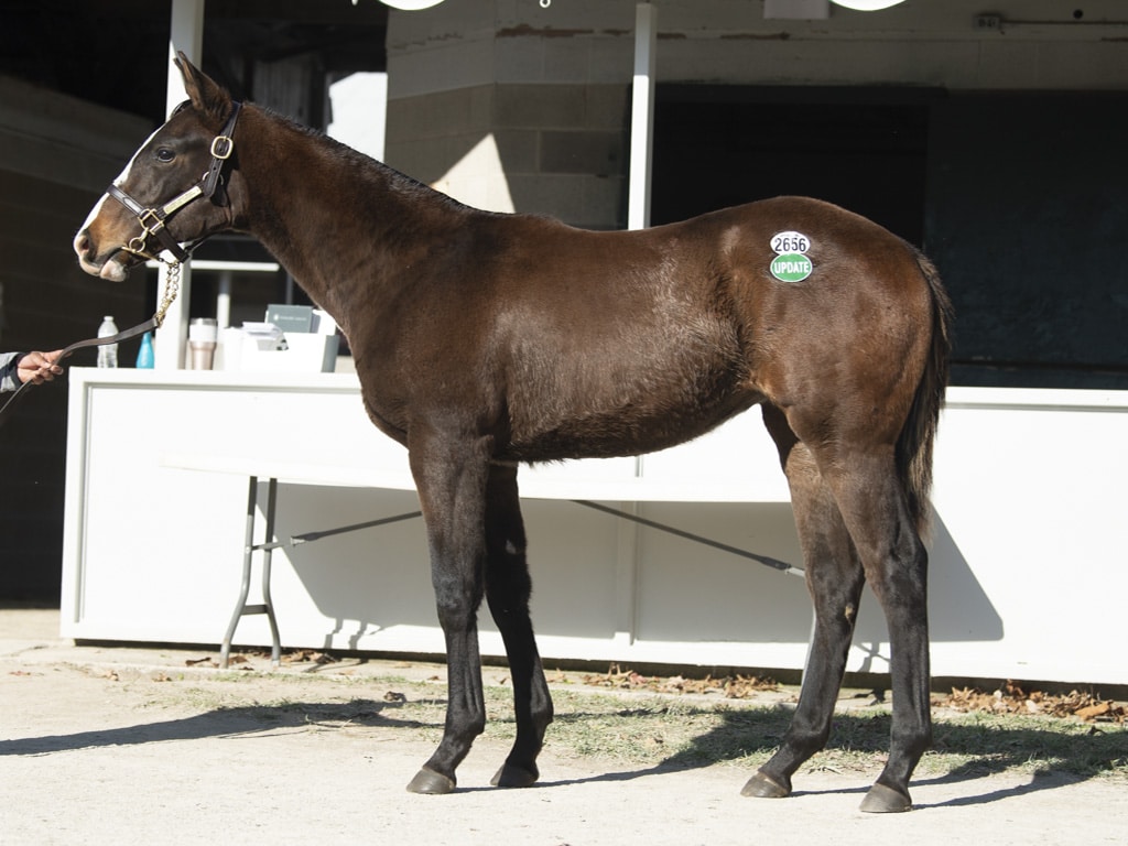 Free Drop Billy has top weanling Monday at Keeneland - Spendthrift - A ...